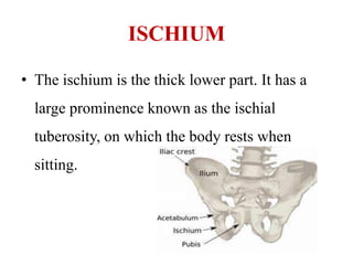422675304-1-Female-pelvis-pppppppppppppppppppptx.nnpptx | PPT
