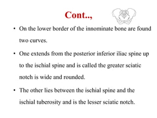 422675304-1-Female-pelvis-pppppppppppppppppppptx.nnpptx | PPT