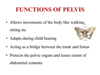 422675304-1-Female-pelvis-pppppppppppppppppppptx.nnpptx | PPT