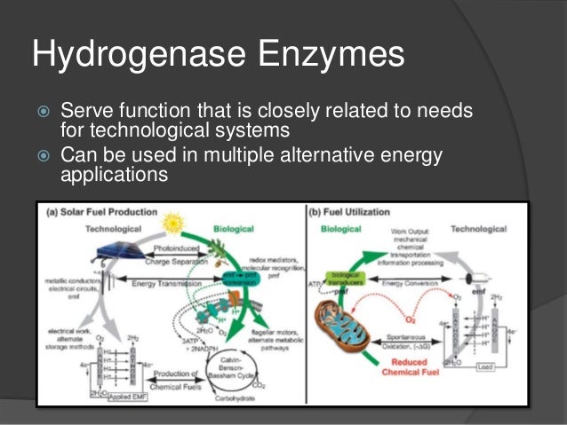 biohydrogen & hydrogenase presentation