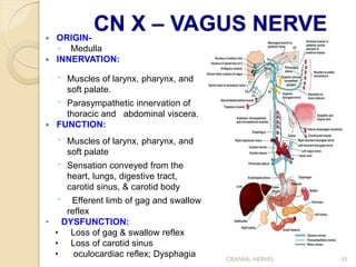 Cranial-nerves and their assignments ... | PDF