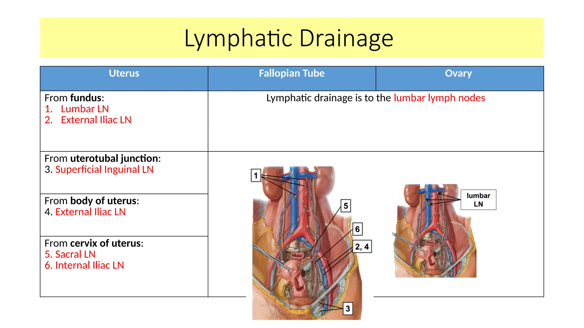423864759 Anatomy Of Female Reproductive System Pptx