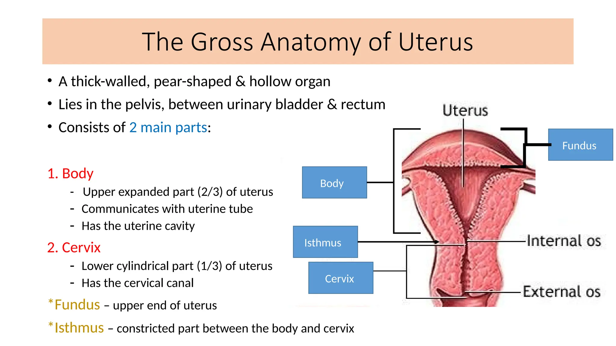 423864759-Anatomy-of-female-reproductive-system.pptx