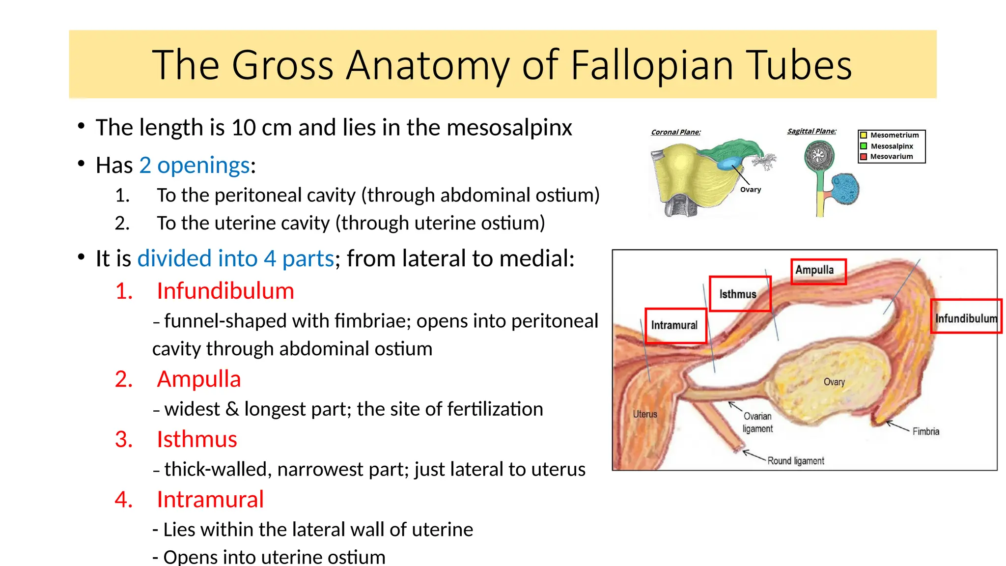423864759-Anatomy-of-female-reproductive-system.pptx