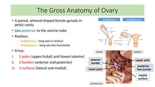423864759-Anatomy-of-female-reproductive-system.pptx