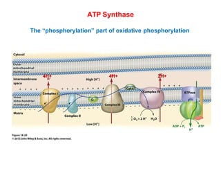 423B 2-26-19PPT.pptx Biochemistry ATP Synthase | PPTX