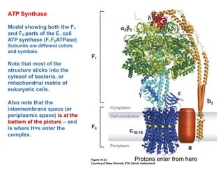 423B 2-26-19PPT.pptx Biochemistry ATP Synthase | PPTX