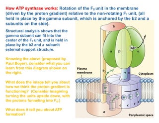 423B 2-26-19PPT.pptx Biochemistry ATP Synthase | PPTX