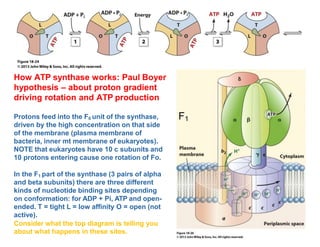 423B 2-26-19PPT.pptx Biochemistry ATP Synthase | PPTX