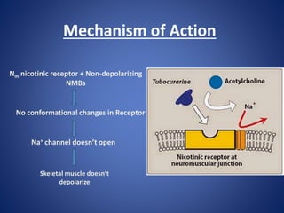 Skeletal_muscle_relaxants_1_ | PPT