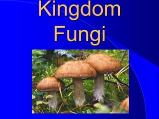 Fungi | PPT