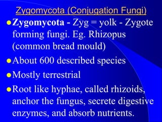 Fungi | PPT