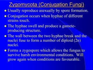 Fungi | PPT
