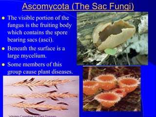 Fungi | PPT
