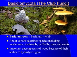 Fungi | PPT