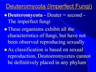 Fungi | PPT
