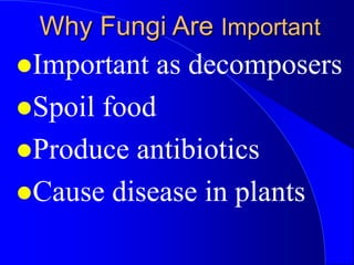 Fungi | PPT