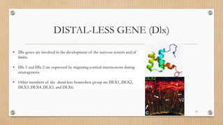 HOMEOBOX GENE | PPTX
