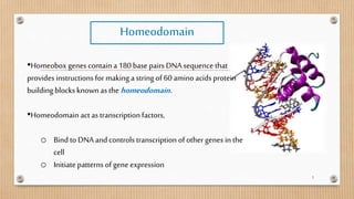 HOMEOBOX GENE | PPTX