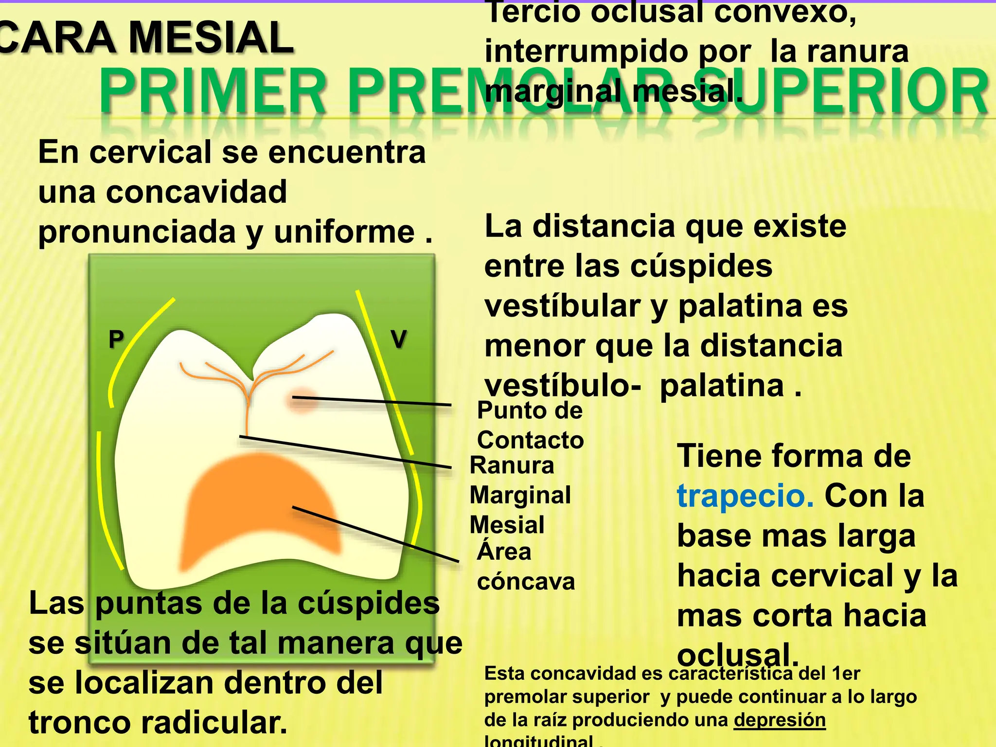 425775462-Grupo-Premolar guía superior y inferior .pptx