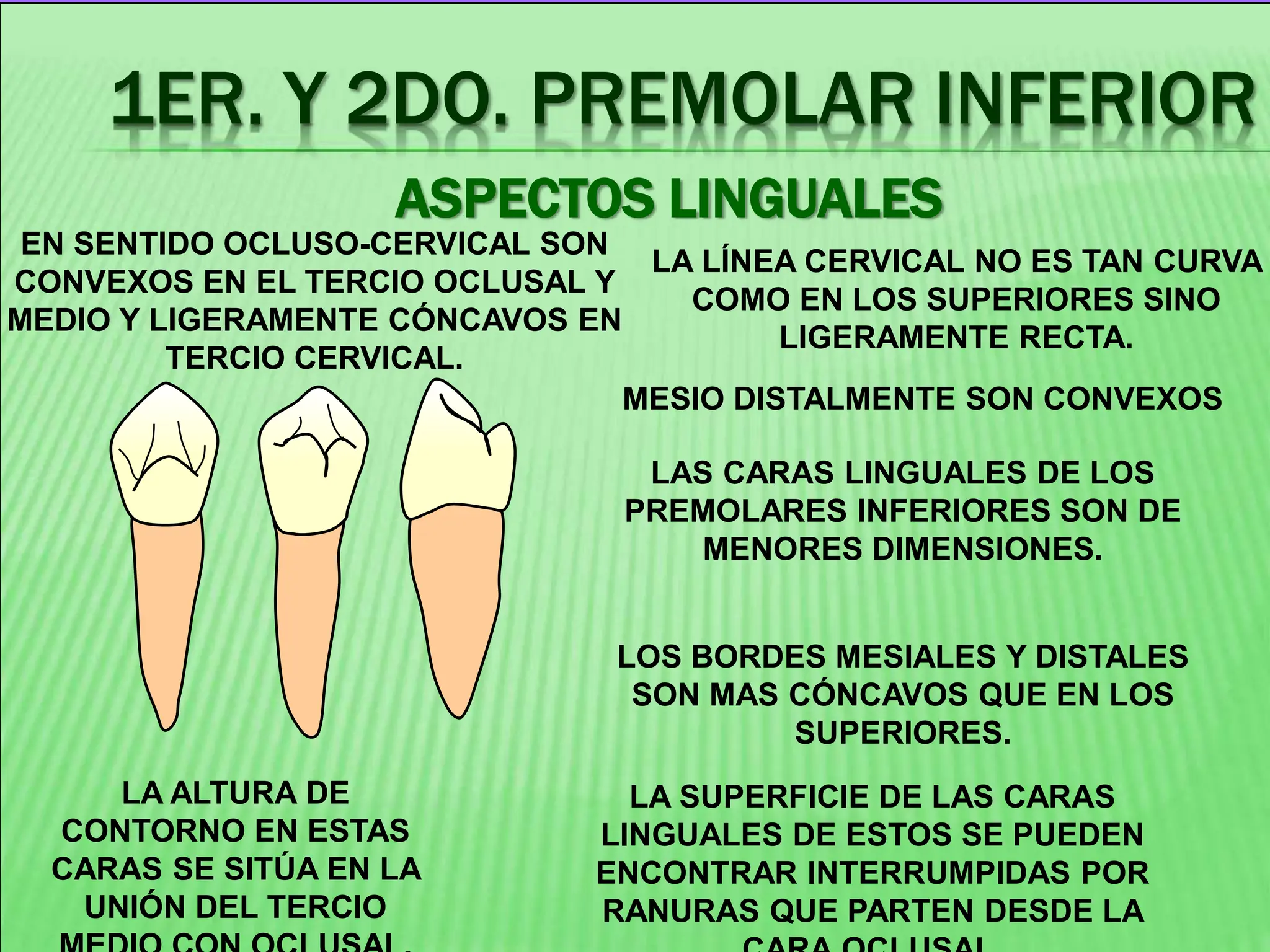425775462-Grupo-Premolar guía superior y inferior .pptx