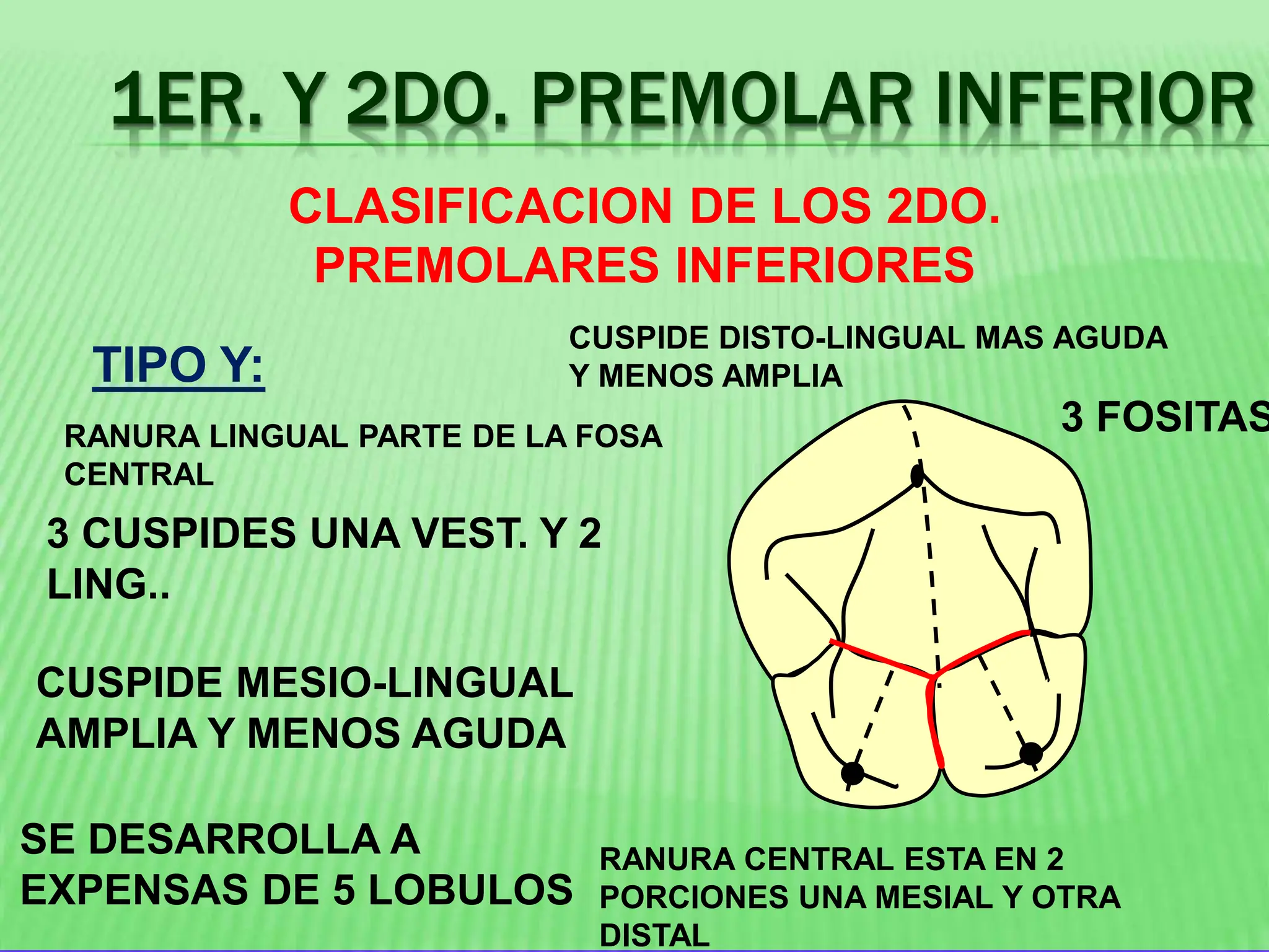 425775462-Grupo-Premolar guía superior y inferior .pptx