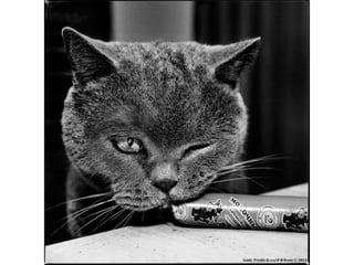 426-Andy Prokh Russian photographer | PPS