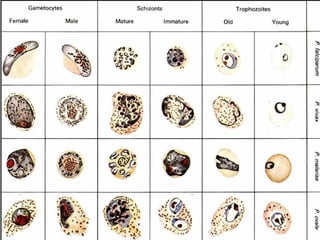 426084922-plasmodium-ppt new.ppt UNTUK PERKULIAHAN | PPT