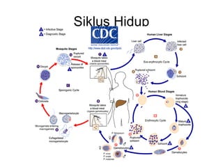 426084922-plasmodium-ppt new.ppt UNTUK PERKULIAHAN | PPT