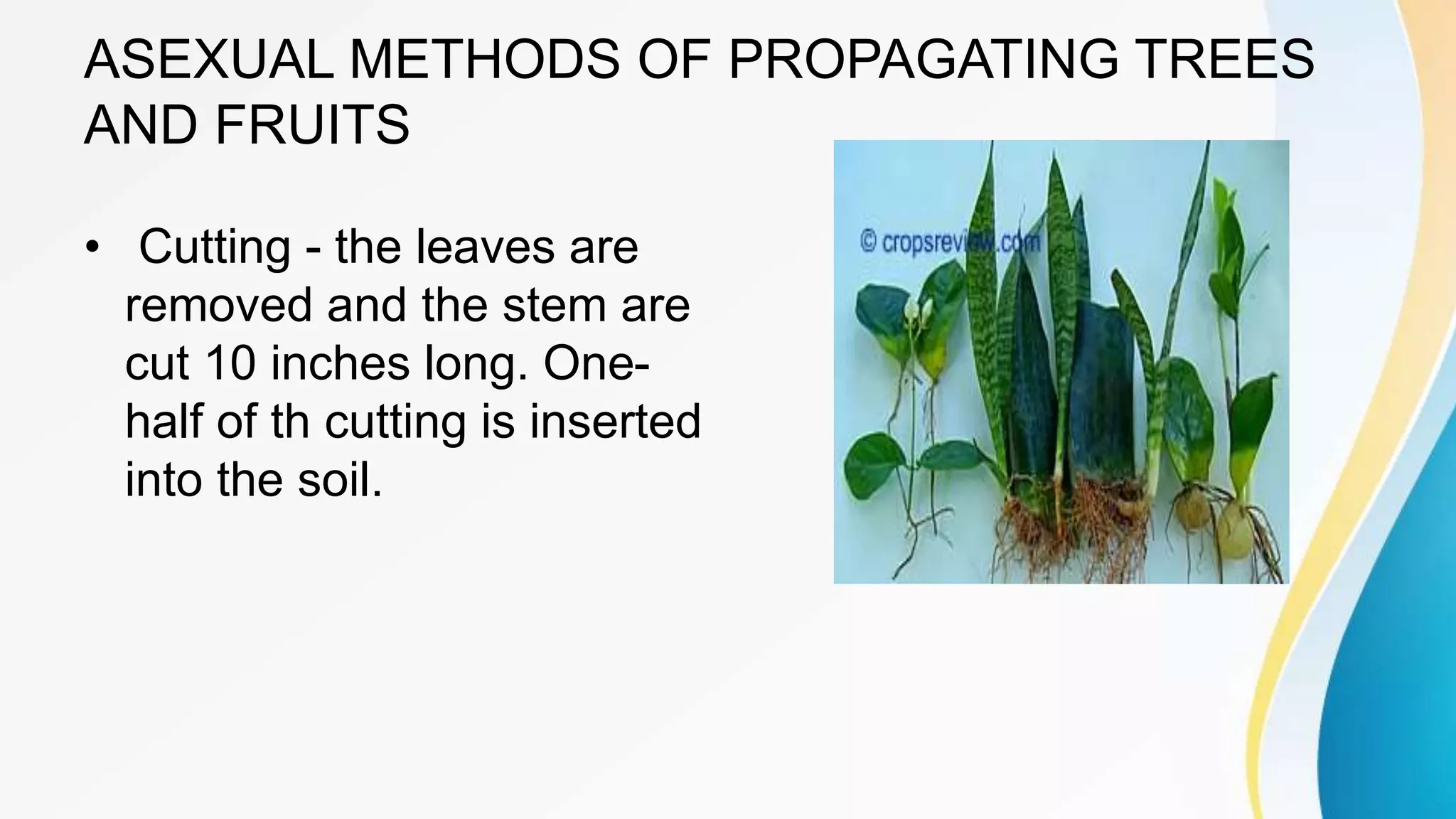 426211232-PLANTING-AND-PROPAGATING-TREES-METHODS-pptx.pptx