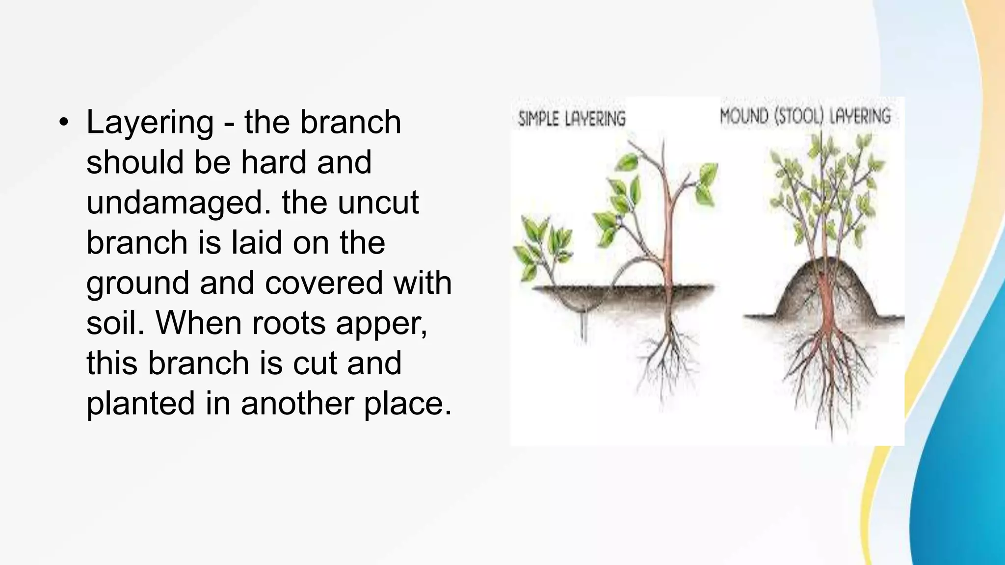 426211232-PLANTING-AND-PROPAGATING-TREES-METHODS-pptx.pptx