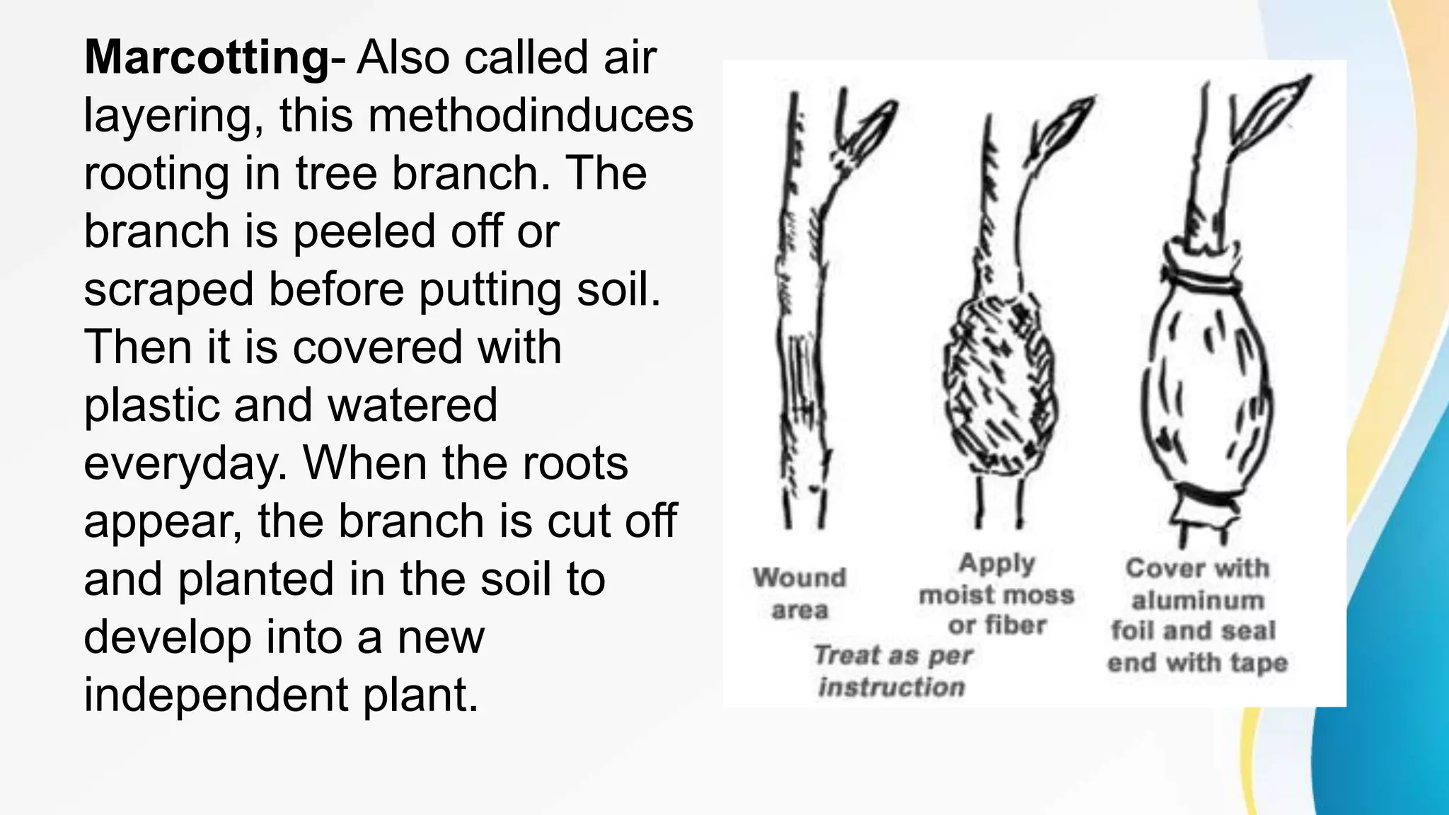 426211232-PLANTING-AND-PROPAGATING-TREES-METHODS-pptx.pptx