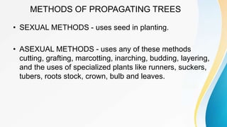 426211232-PLANTING-AND-PROPAGATING-TREES-METHODS-pptx.pptx