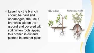 426211232-PLANTING-AND-PROPAGATING-TREES-METHODS-pptx.pptx