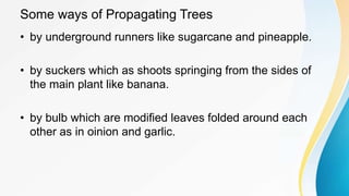 426211232-PLANTING-AND-PROPAGATING-TREES-METHODS-pptx.pptx