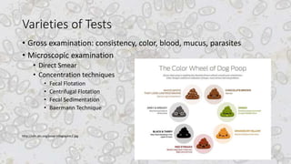 Fecal Parasite Screen | PPTX | Chemistry | Science