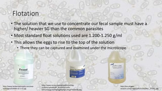 Fecal Parasite Screen | PPTX | Chemistry | Science