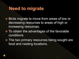 Migratory-Birds.pptx