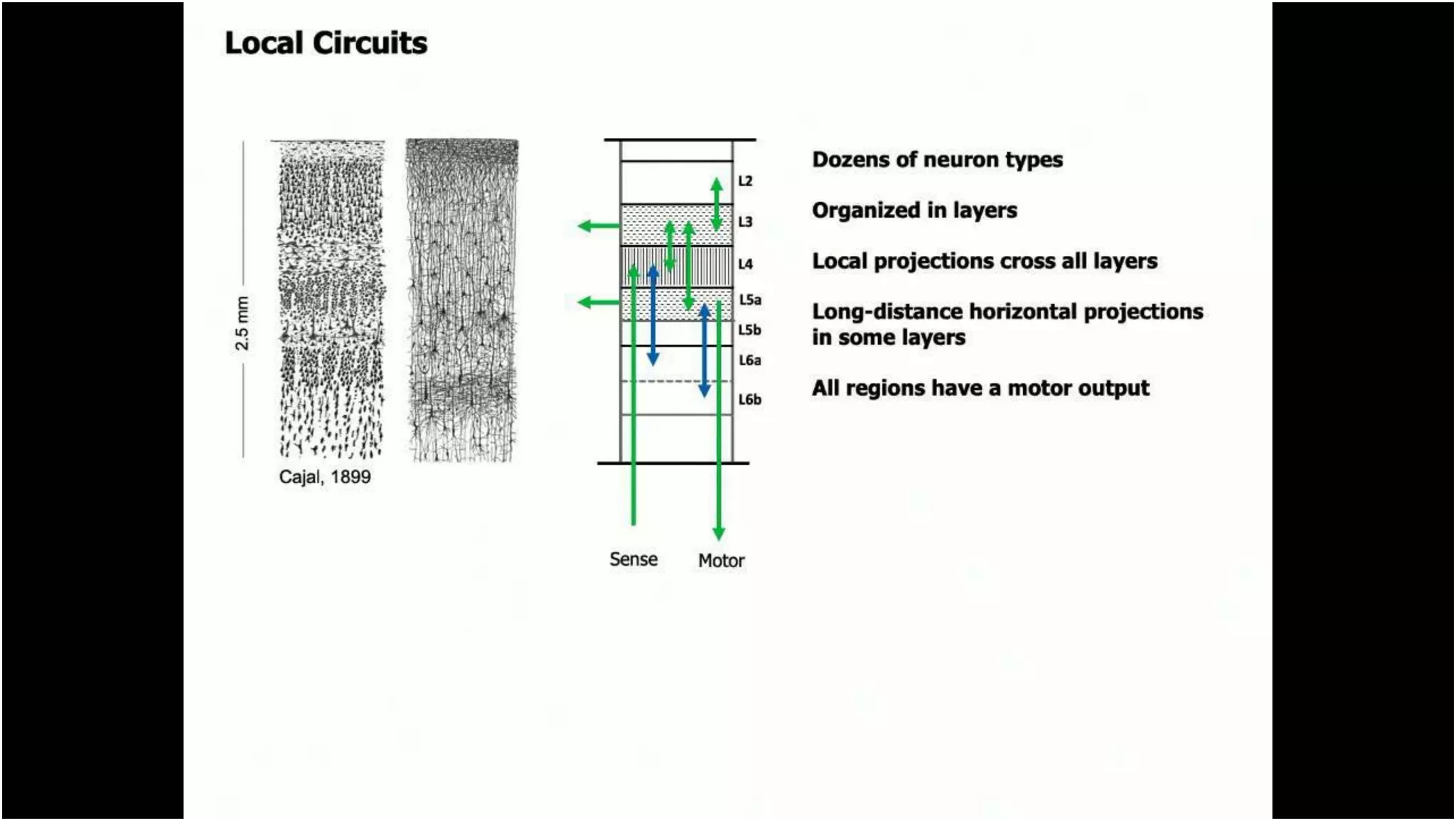 The Thousand Brains Theory: A Framework for Understanding the Neocortex ...