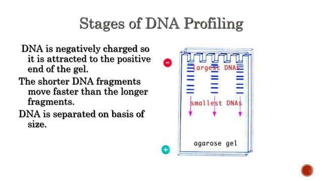 DNA PROFILING FORENSIC MEDICINE, MBBS 3RDYR | PPT