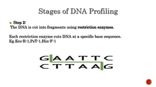 DNA PROFILING FORENSIC MEDICINE, MBBS 3RDYR | PPT