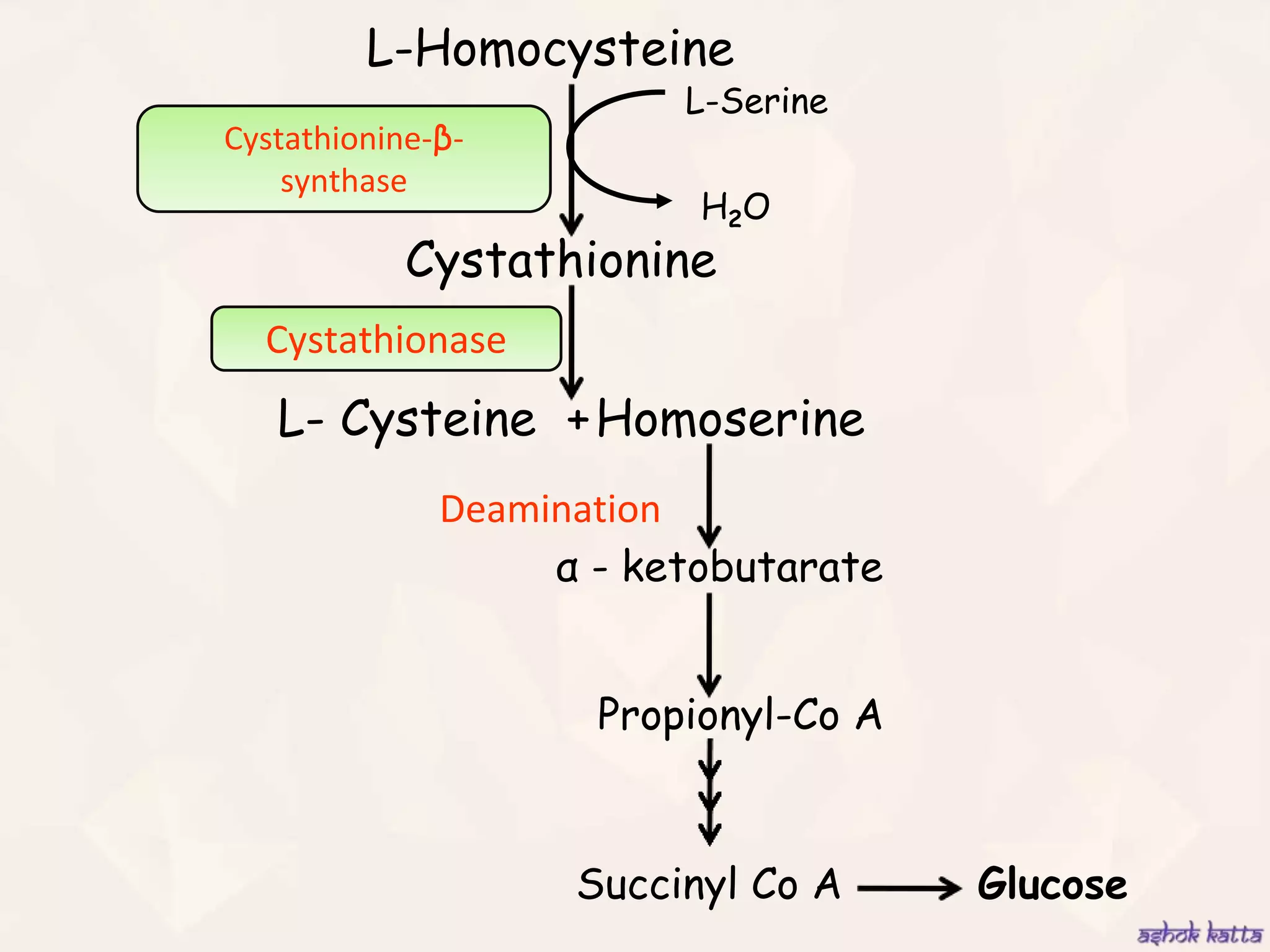 Metabolism of Sulfur Containing Amino Acids (Methionine, Cysteine ...