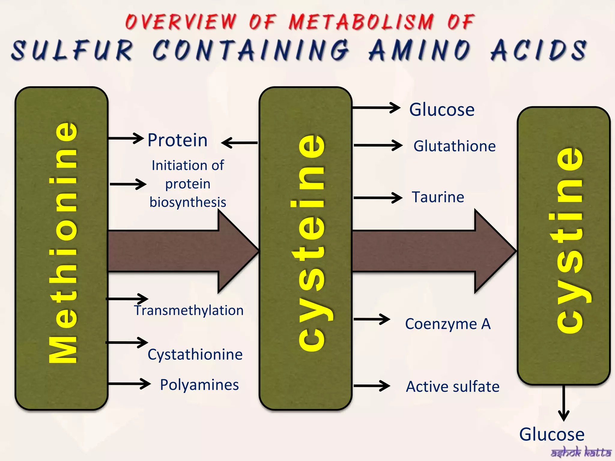 Metabolism of Sulfur Containing Amino Acids (Methionine, Cysteine ...