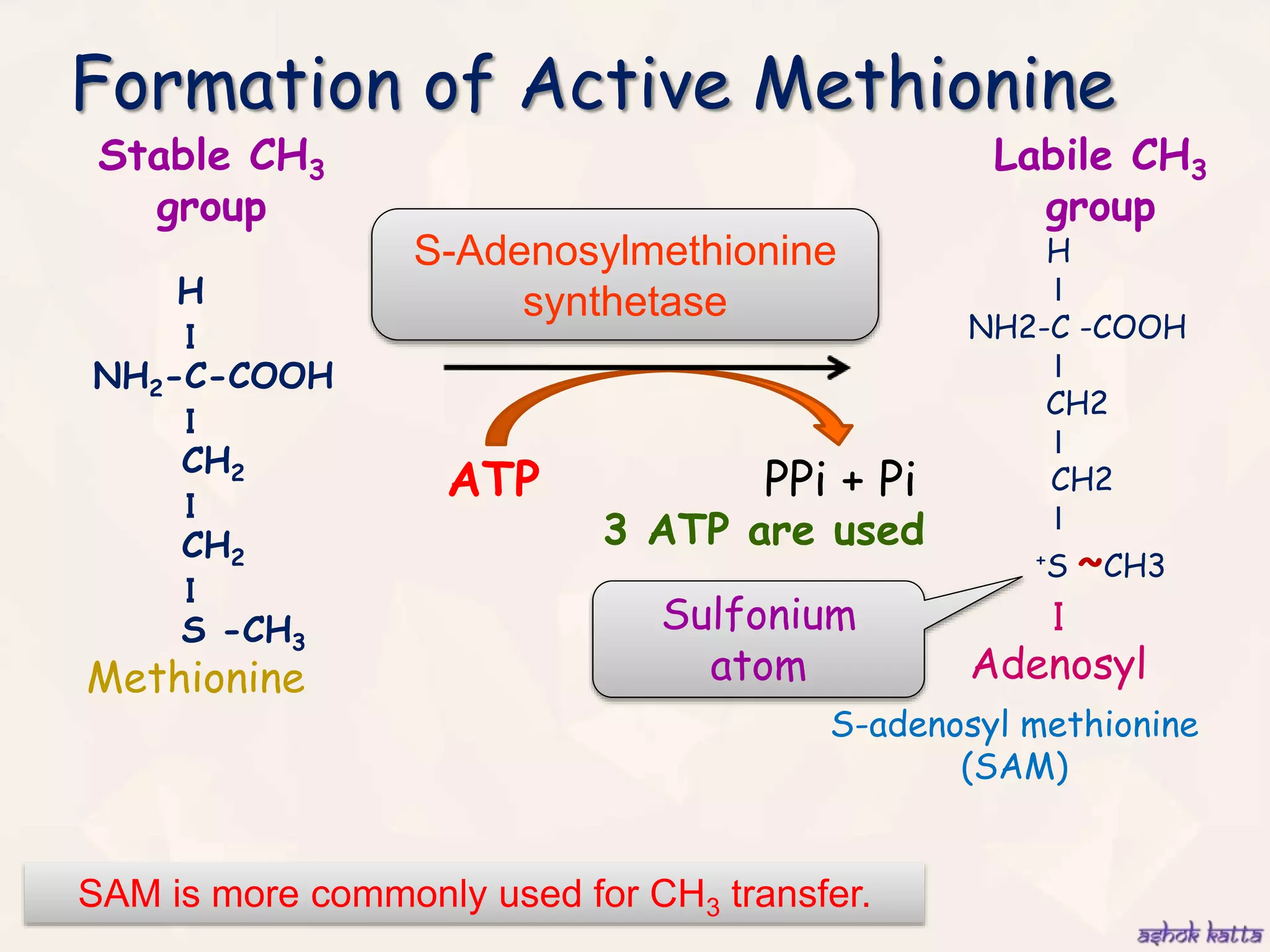 Metabolism of Sulfur Containing Amino Acids (Methionine, Cysteine ...