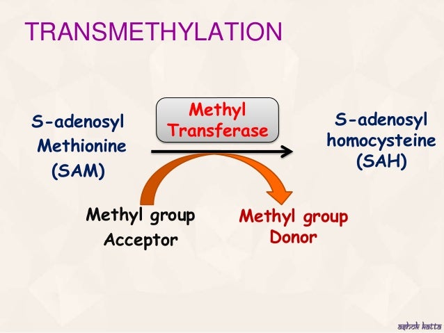 Metabolism of Sulfur Containing Amino Acids (Methionine, Cysteine, C…
