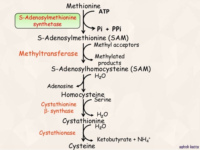 Metabolism of Sulfur Containing Amino Acids (Methionine, Cysteine, C…