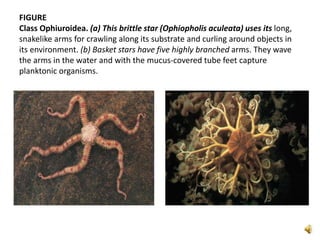 43. echinodermata ii In full detail only on Slide share | PPTX