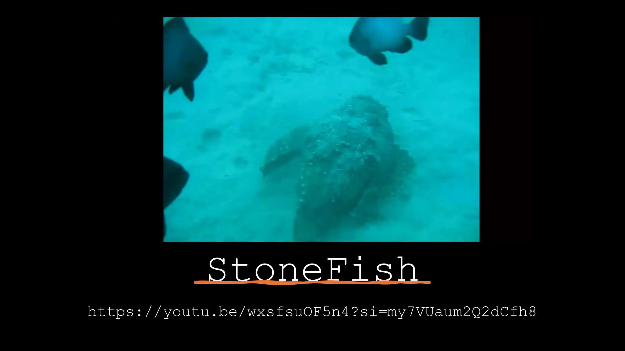 Introduction to Stone Fish and its meristic characters | PPTX