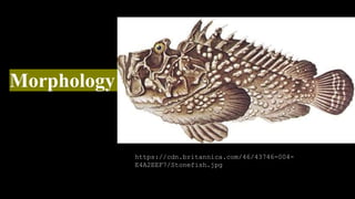 Introduction to Stone Fish and its meristic characters | PPTX