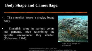 Introduction to Stone Fish and its meristic characters | PPTX